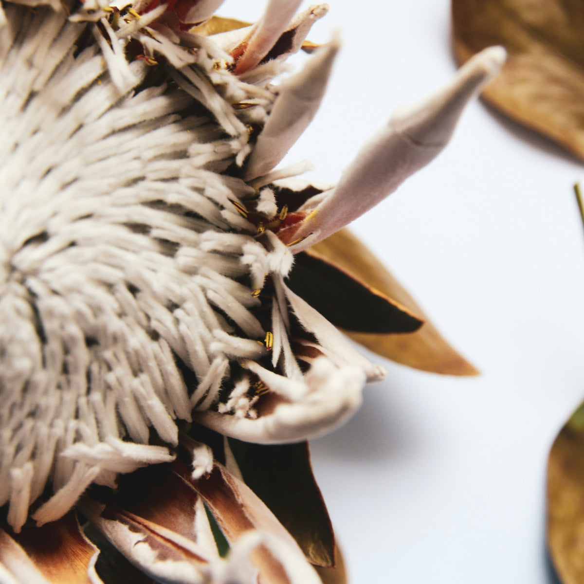 Nature’s Grace: Discovering Symbolism to Inspire My Art – Trisha Patel